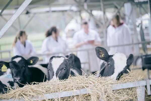 Hartpury PhD student earns scholarship to support dairy calf research